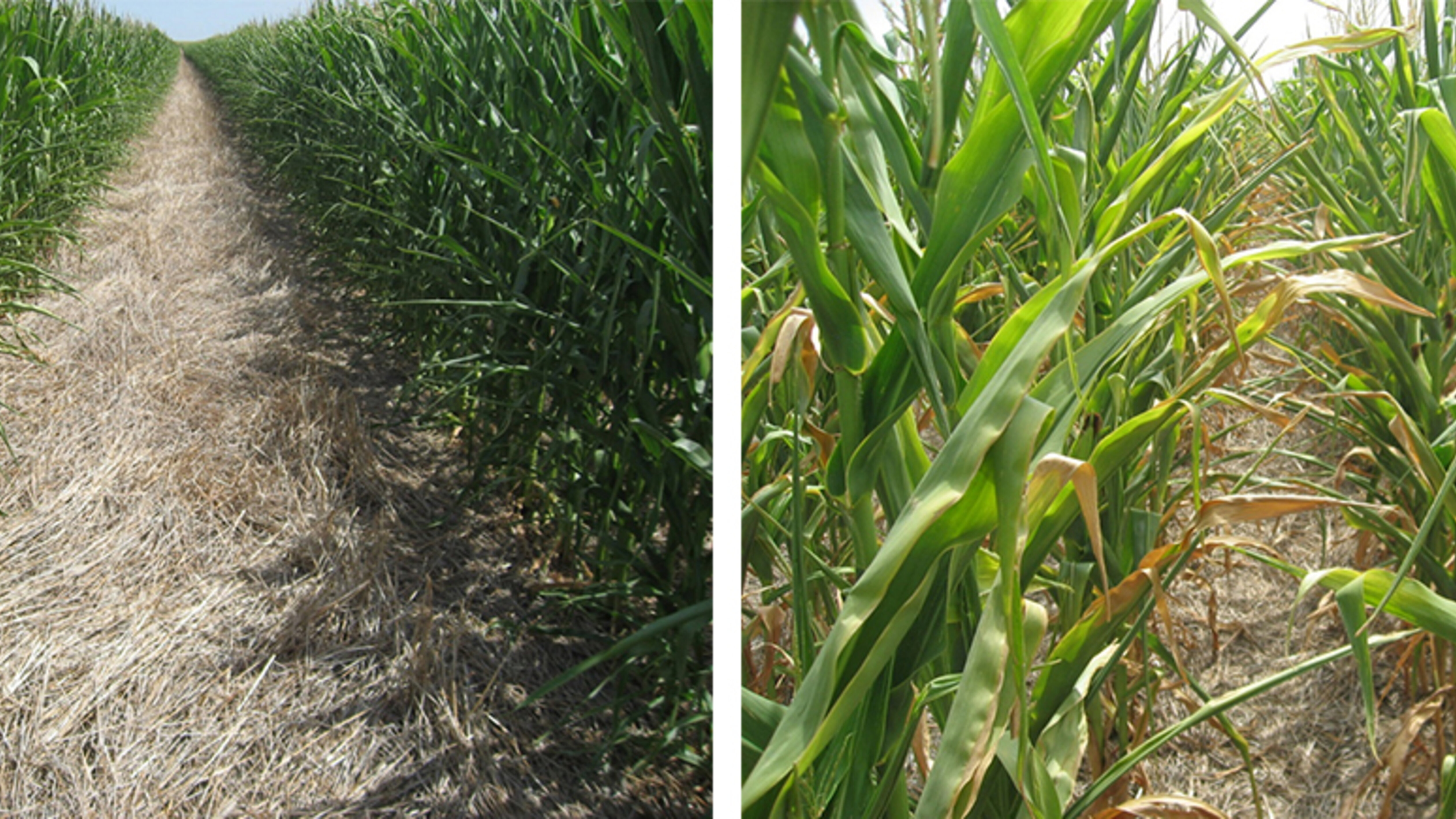 Skip-Row Corn Provides Improved Drought Tolerance in Dryland Corn ...
