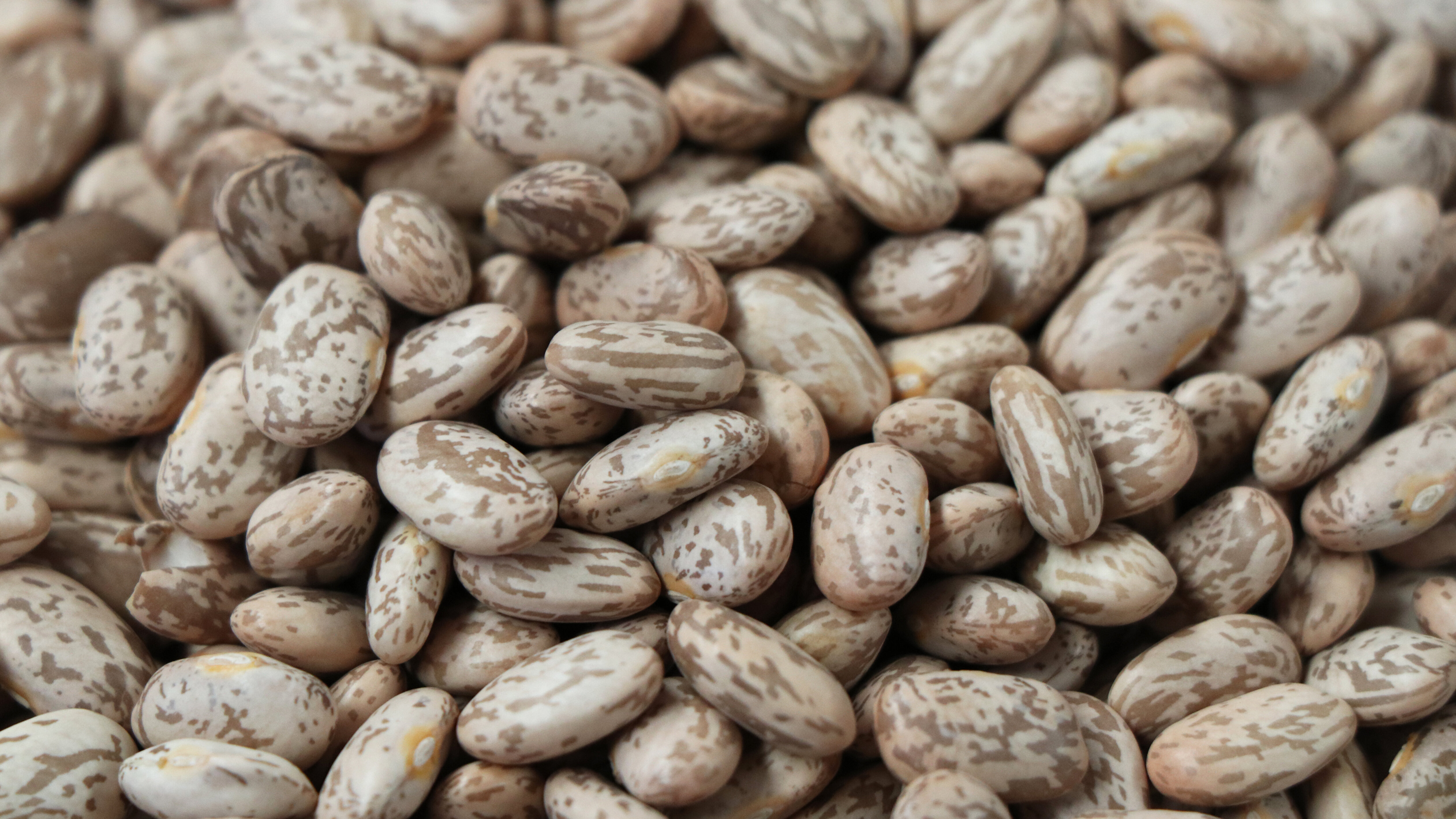 Incorporating Drought or Hail Stricken Dry Edible Beans in Livestock ...