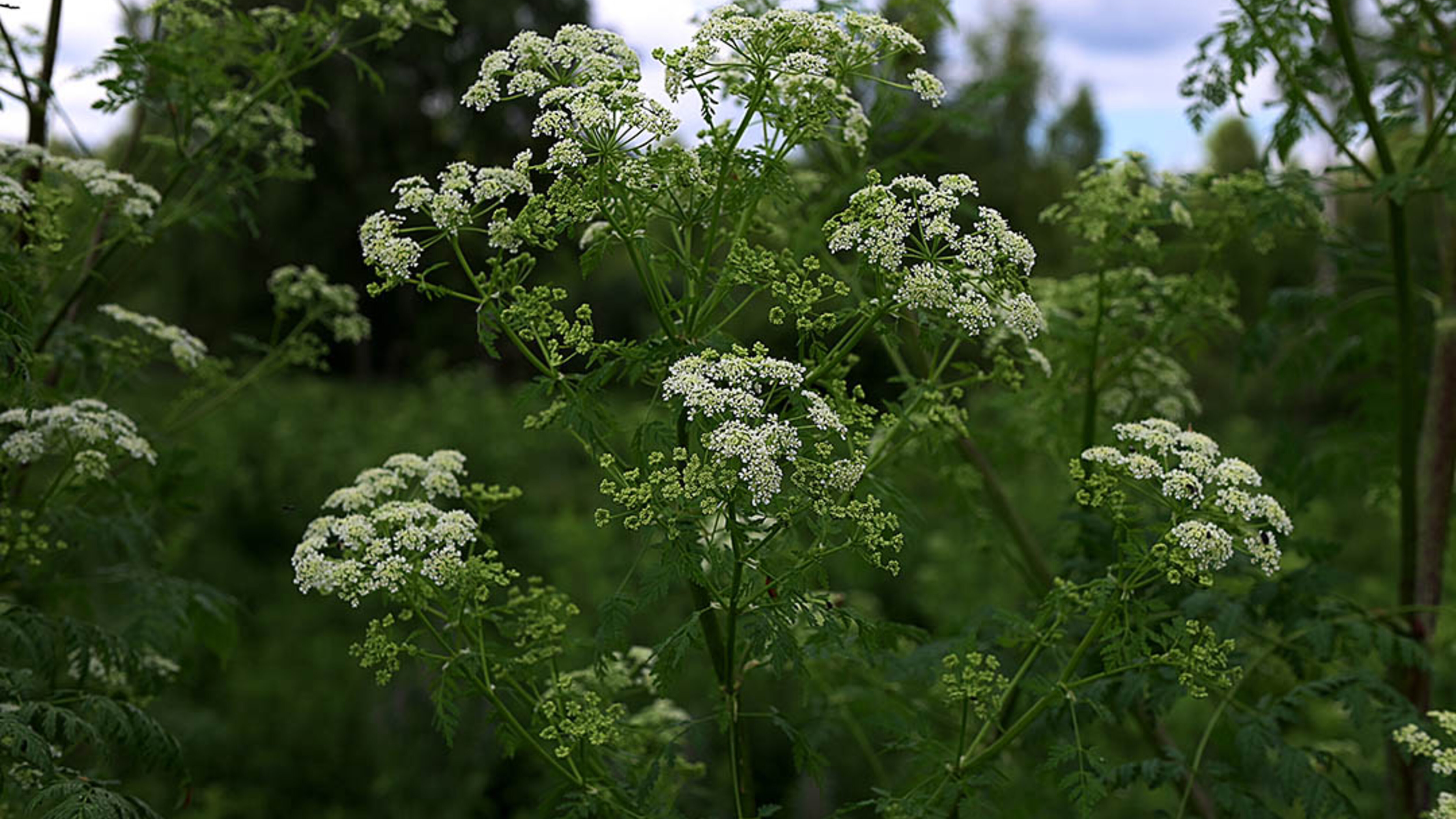 Pasture and Forage Minute: Battling Summer Weeds, Toxic Invaders and ...