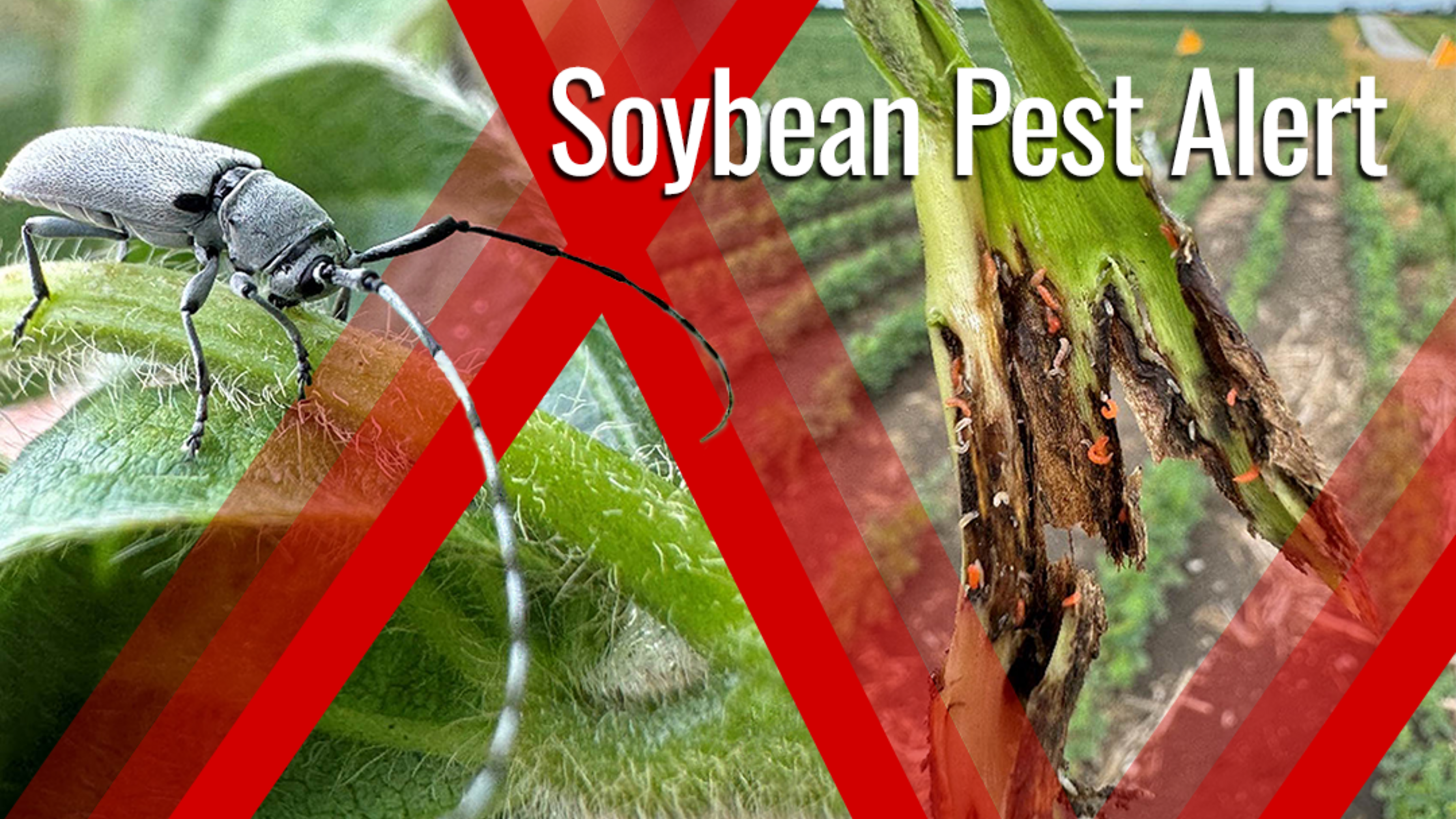 Insect Pests and Plant Diseases in Soybean: A Nebraska Soybean Board-Funded Project | CropWatch ...