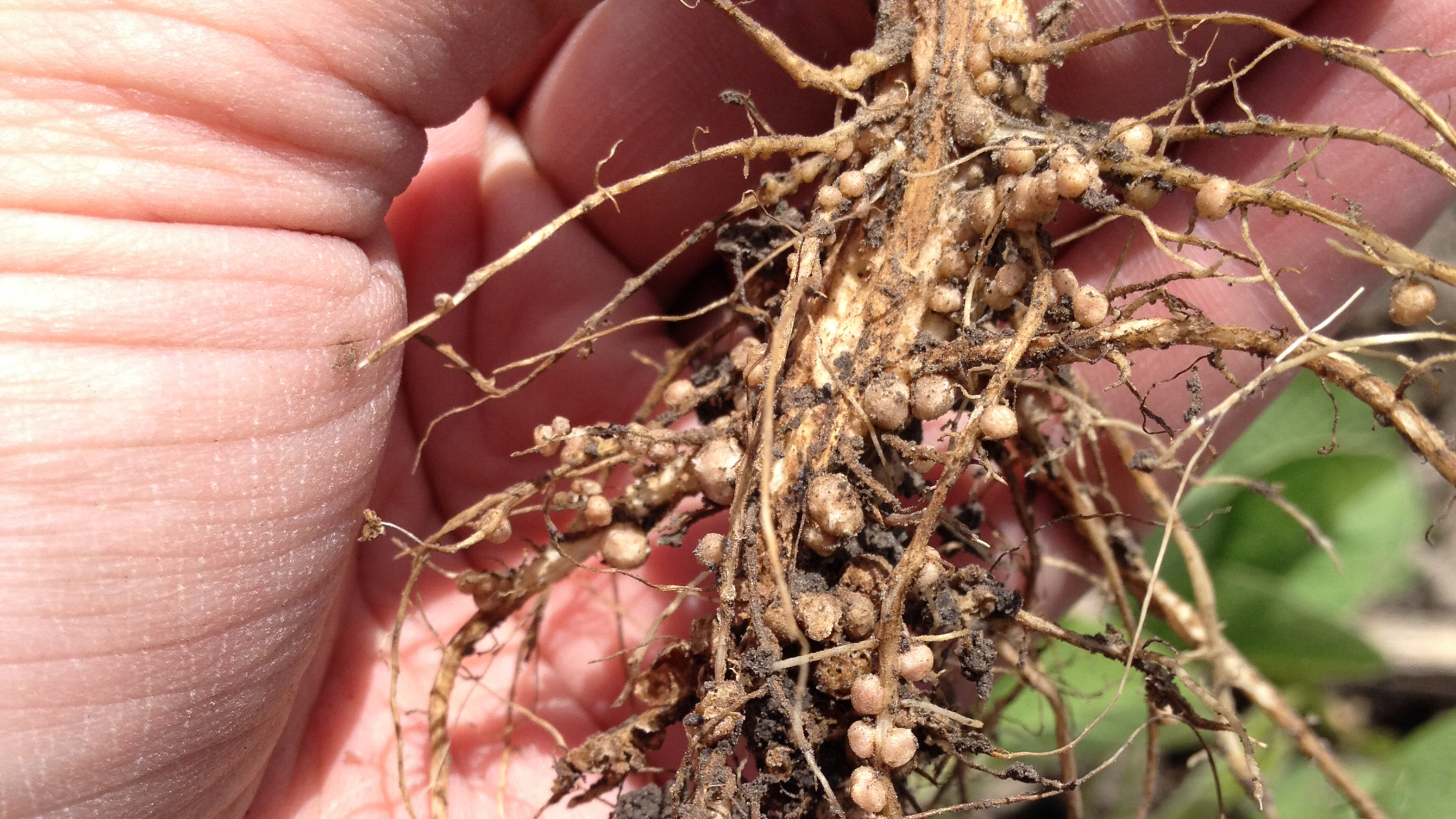 Making Data-Driven Decisions on Soybean Inoculation | CropWatch | Nebraska