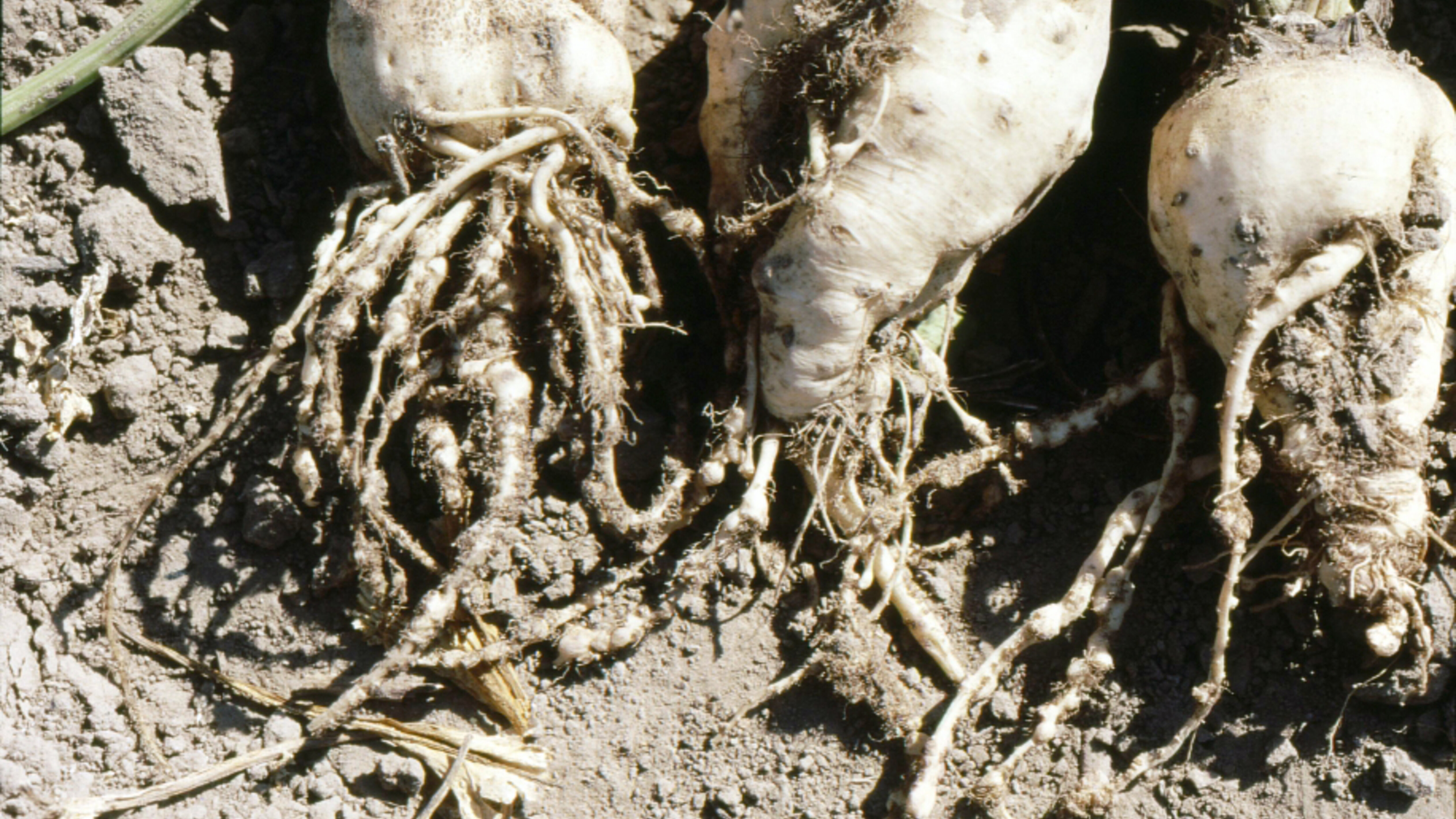 Sugarbeet Disease Management | CropWatch | Nebraska