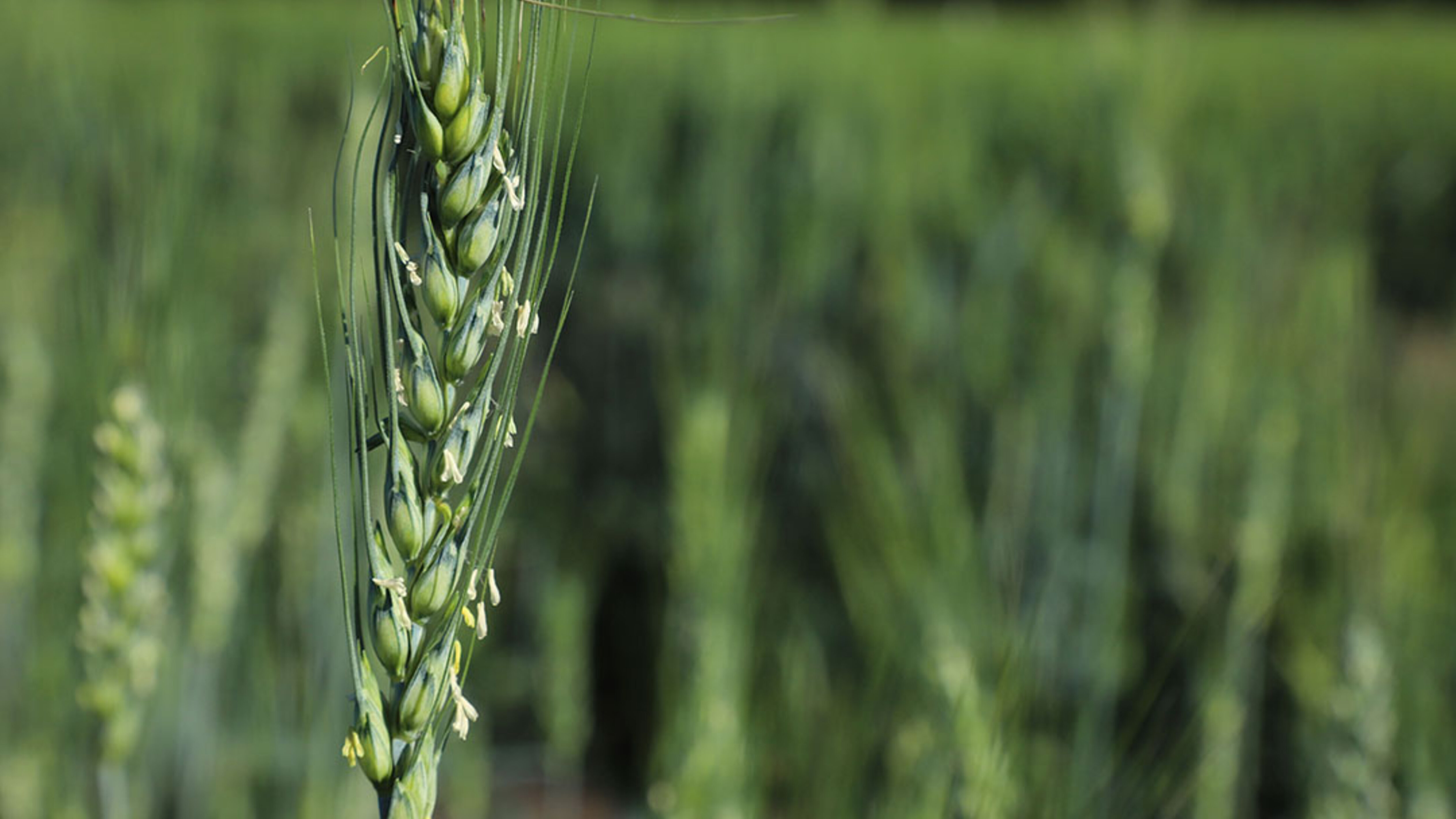 Crop Progress: Winter Wheat Planting Advances Amid Moisture Shortages ...