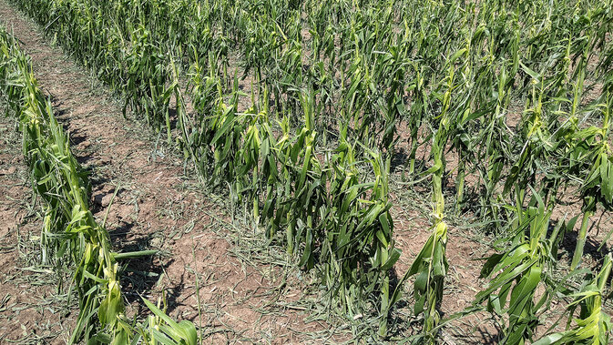 Mid-Season Hail Damage Assessments in Corn and Soybeans | CropWatch ...