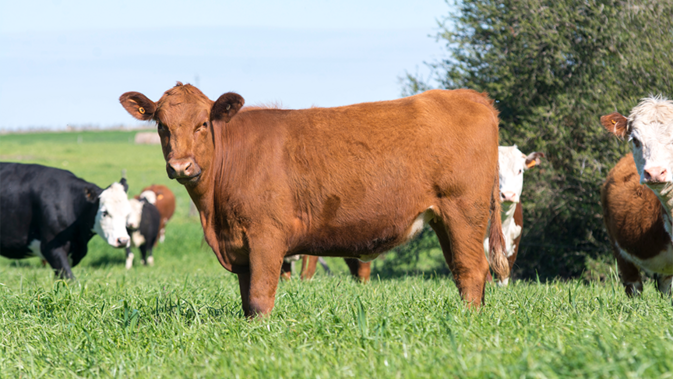 Tips for Integrating Annual Forages into Your Production System ...