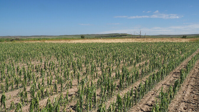 Annual Forage Options After Hail | CropWatch | Nebraska