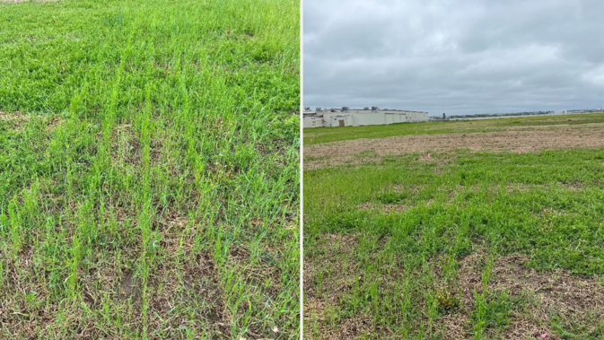 Fall-Planted Cover Crops to Support Soils for Local Food | CropWatch ...