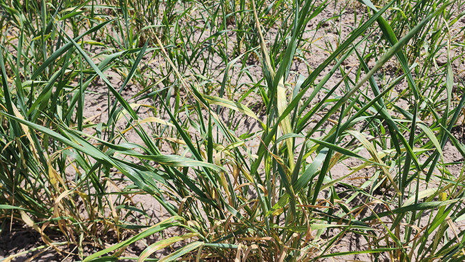 Wheat Streak Mosaic Picks Up Across Southern Nebraska: Early Presence ...