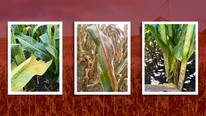 Corn Disease Pressure Builds in Nebraska | CropWatch | Nebraska