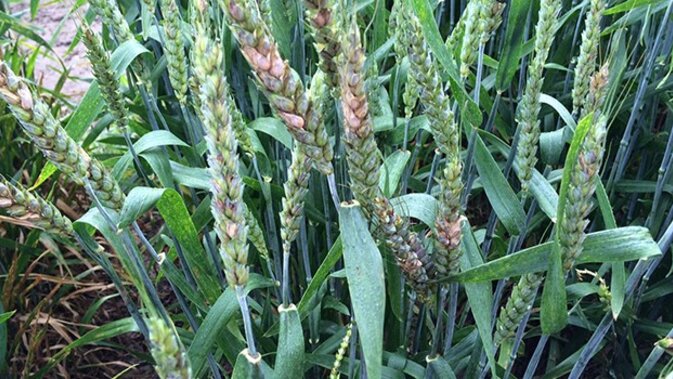 USDA Survey Reveals Crucial Data on Fusarium Head Blight | CropWatch ...
