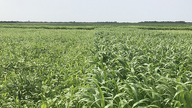 Native Warm-Season Grass Management and Planting Decisions for ...