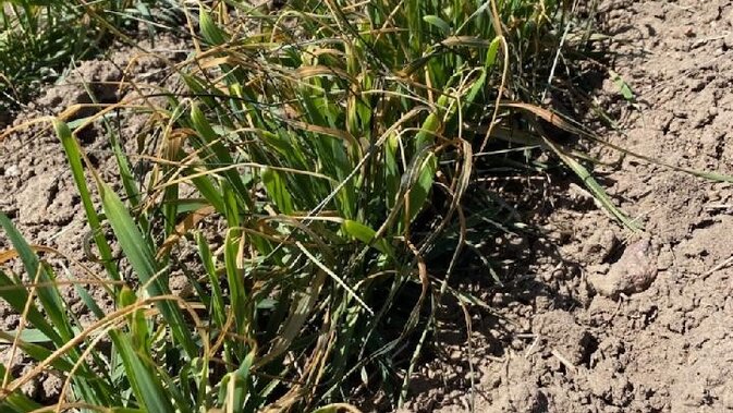 Freeze Injury in Winter Wheat a Common Occurrence in Nebraska ...