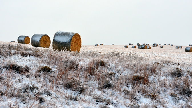 Pasture and Forage Minute: Winter Hay Nutrition and Tax Preparation ...