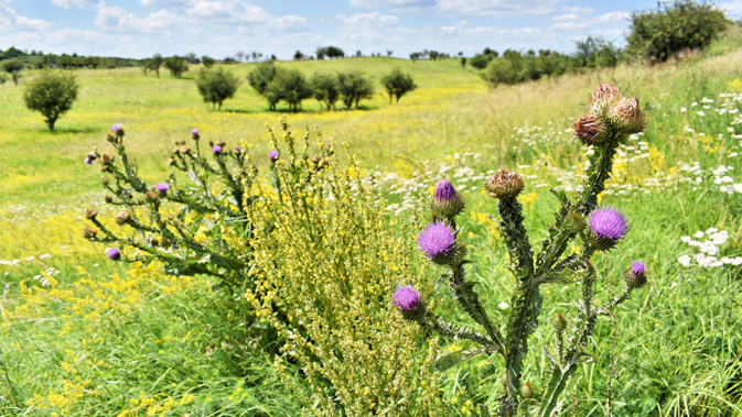 Pasture and Forage Minute: Equipment Maintenance, Controlling Musk ...