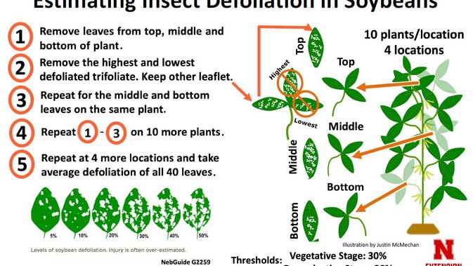 Soybean Defoliators | CropWatch | Nebraska