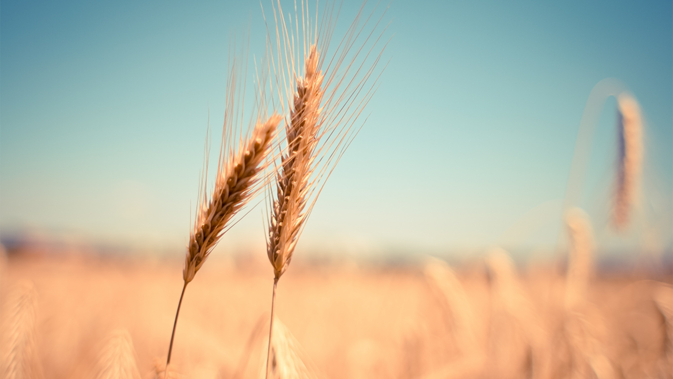 Nebraska June 1, 2024 Grain Stocks | CropWatch | Nebraska