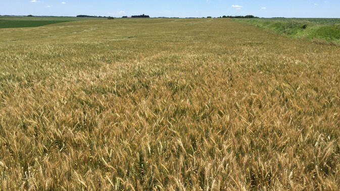 By the Numbers: Nebraska Wheat Production | CropWatch | Nebraska