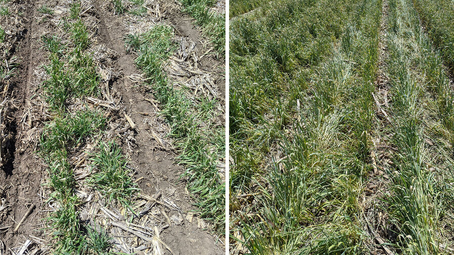 Cover Crop Termination Tradeoffs | CropWatch | Nebraska