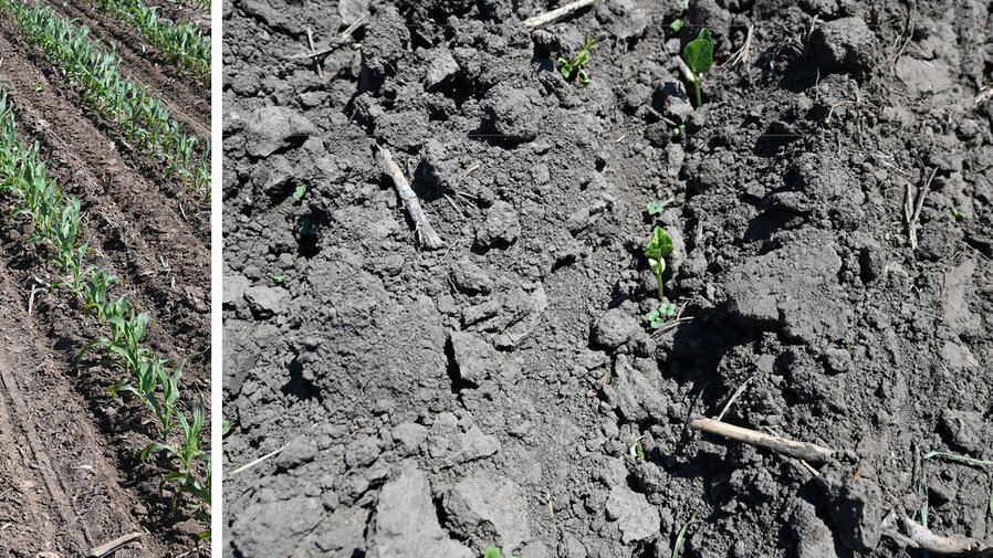 Interseeding Cover Crops into Corn and Soybean: What We’ve Learned ...