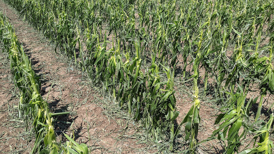 Mid-Season Hail Damage Assessments in Corn and Soybeans | CropWatch ...