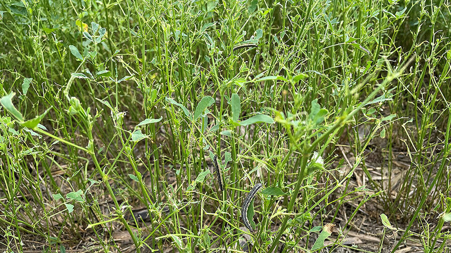 Pasture and Forage Minute: Fall Armyworm Recovery and Reducing Hay ...