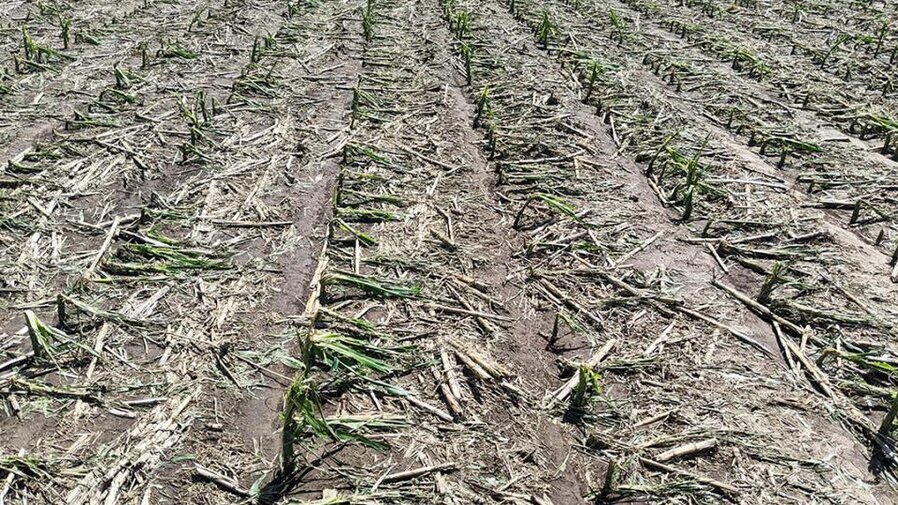 After the Storm: Managing Crop Damage | CropWatch | Nebraska