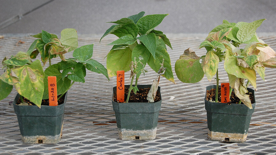 Identifying and Characterizing Bacterial Isolates from the Stratosphere ...