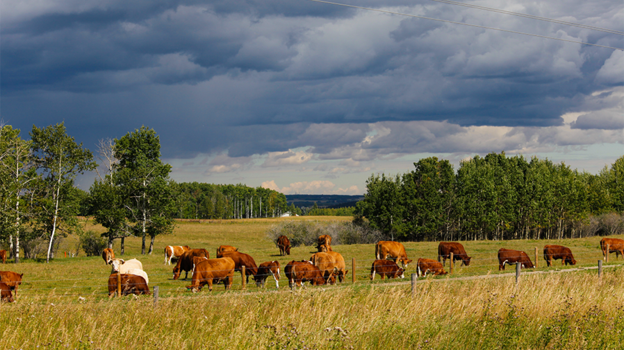Pasture and Forage Minute: Forage Considerations for Hail, High ...