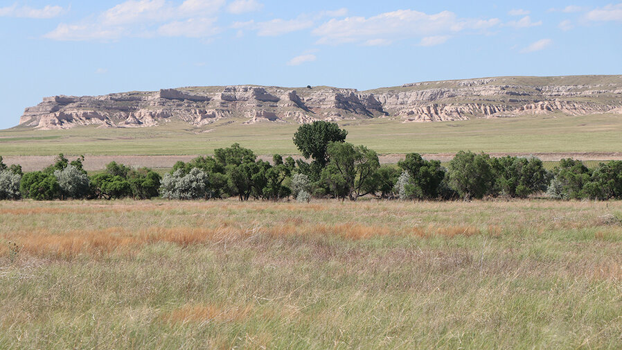 Annual Forage Options Following Irrigated Winter Wheat | CropWatch ...