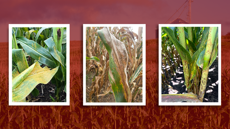 Corn Disease Pressure Builds in Nebraska | CropWatch | Nebraska