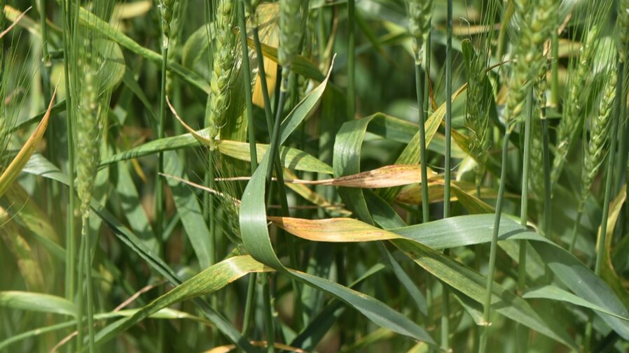 Wheat Disease Update: June 2 | CropWatch | Nebraska