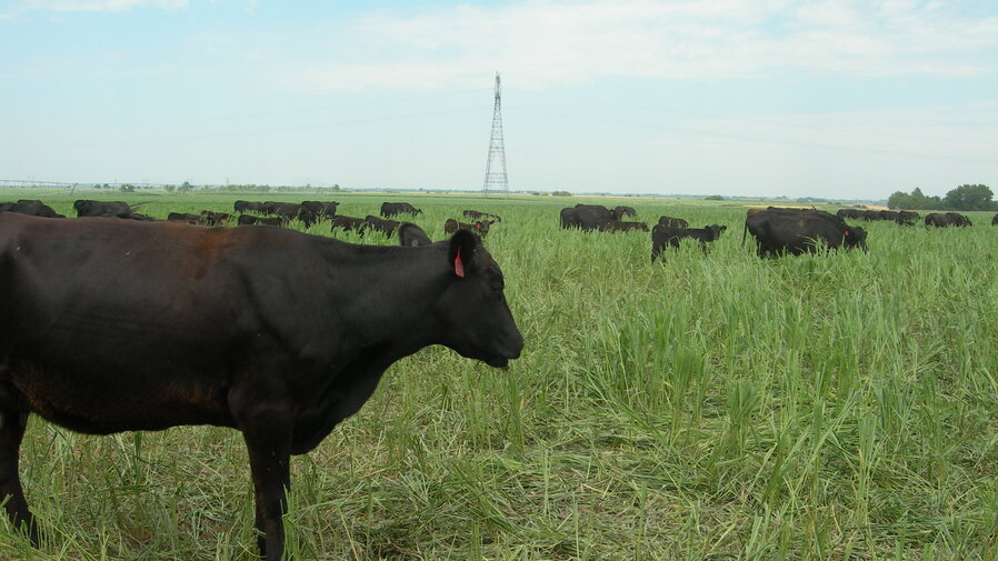 Pasture Rental Rates | CropWatch | Nebraska
