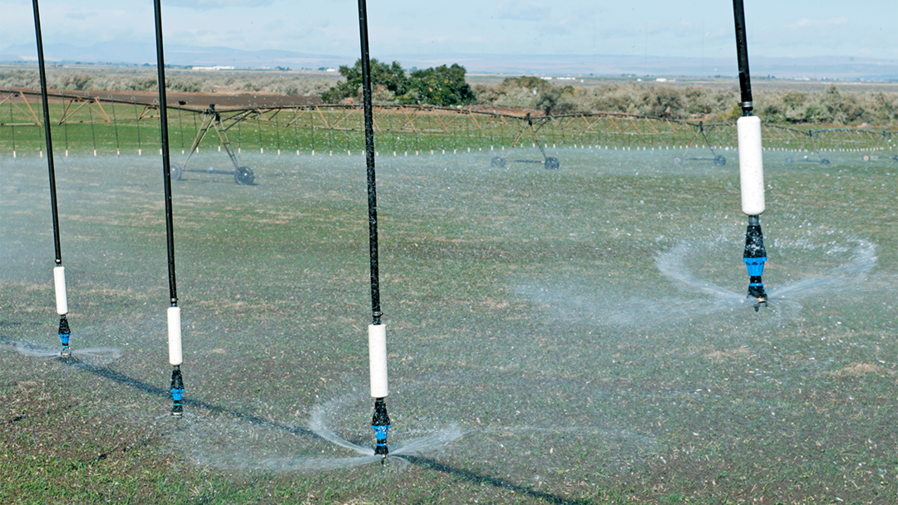 Pasture and Forage Minute: Grazing and Fall Irrigation of Alfalfa ...