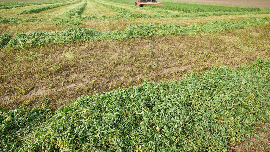 Pasture and Forage Minute: Managing Alfalfa Windows, Grazing Summer Annual Forages and Water ...