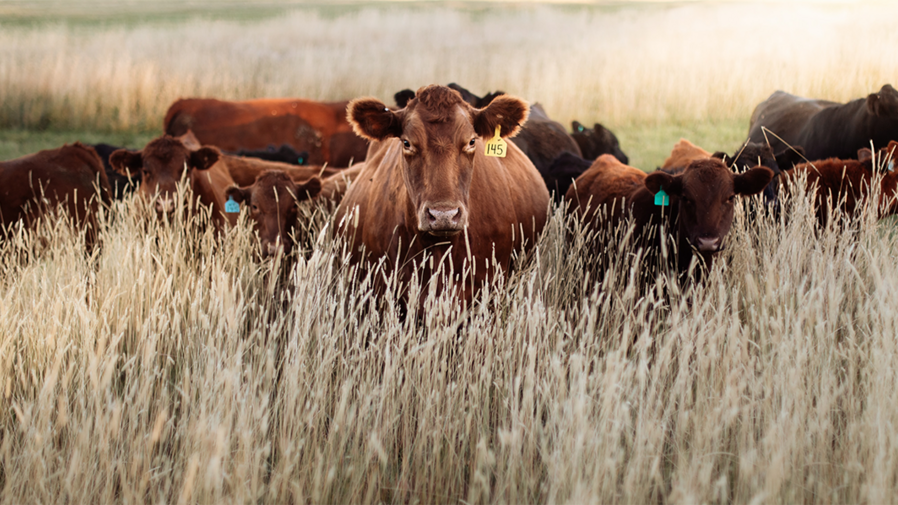 Pasture and Forage Minute: Budgeting Forage During Drought, Wheat ...