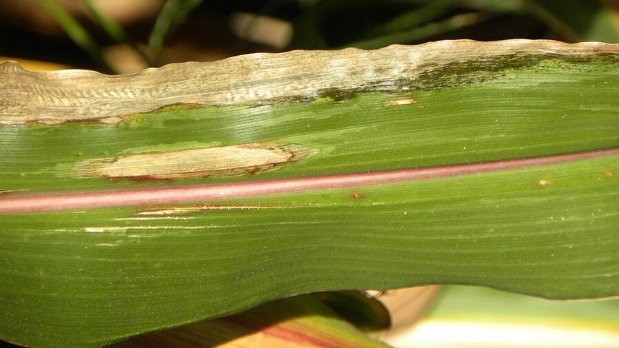 Differentiating Corn Leaf Diseases | CropWatch | Nebraska