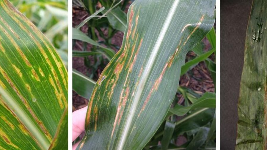 Detection and Characterization of the Causal Agent for Bacterial Leaf ...