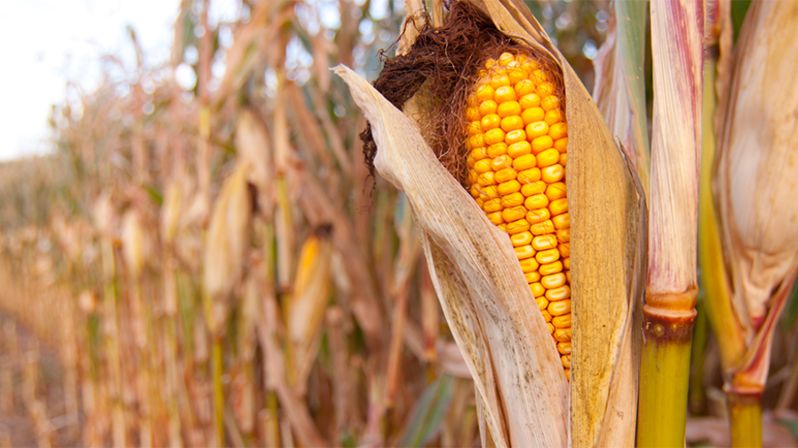 Corn | CropWatch | Nebraska