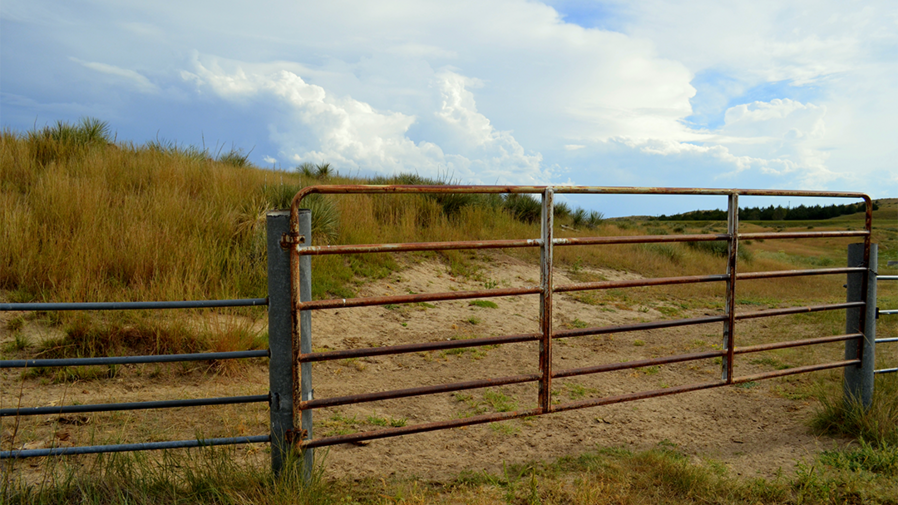 Pasture and Forage Minute: Pasture Leasing Rates and Alfalfa Winter ...