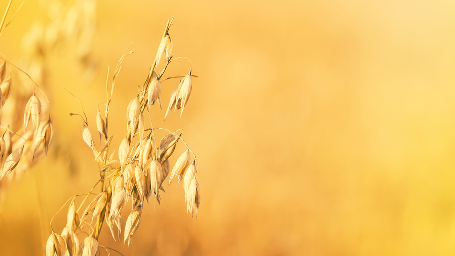 Crops | CropWatch | Nebraska