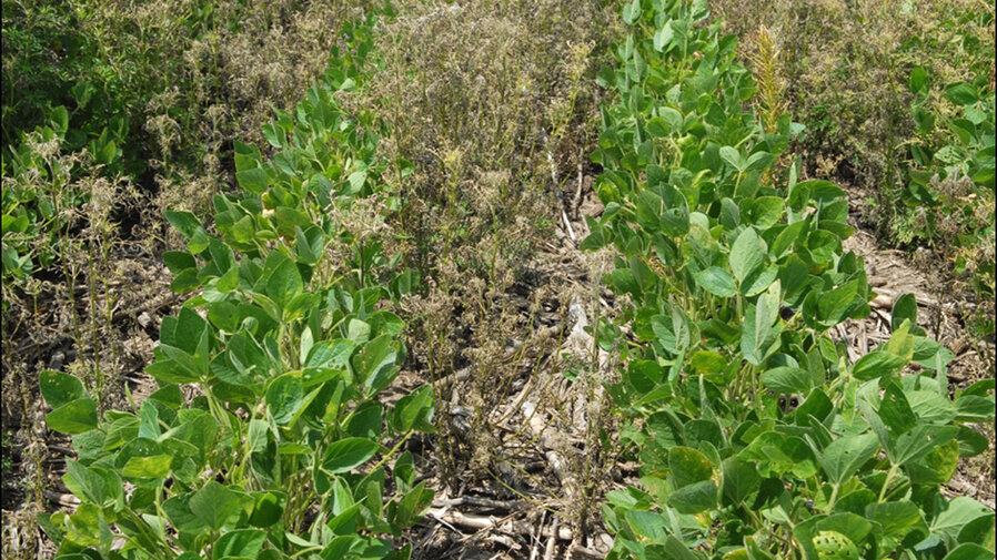 Herbicide Options for Managing Glyphosate-resistant Common Ragweed in ...