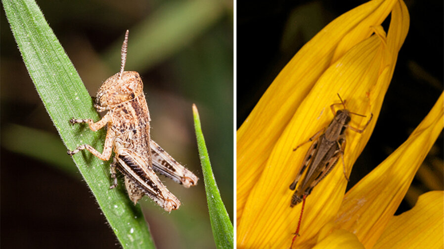 Controlling Grasshoppers in Winter Wheat in the Fall | CropWatch | Nebraska
