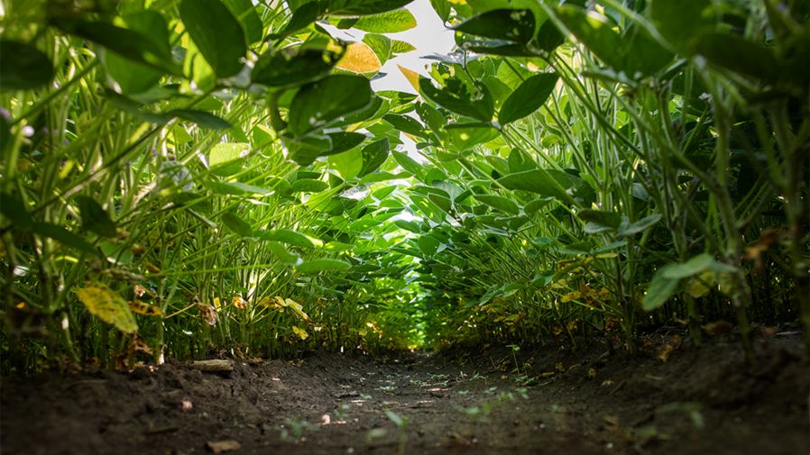 Does Narrow Row Spacing Help Suppress Weeds and Increase Yields in Corn and Soybean? | CropWatch ...