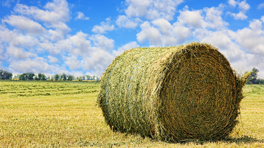 Pasture and Forage Minute: Forage Harvest, Pasture Rental Rates and ...
