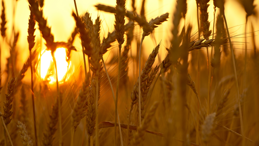 Crops | CropWatch | Nebraska