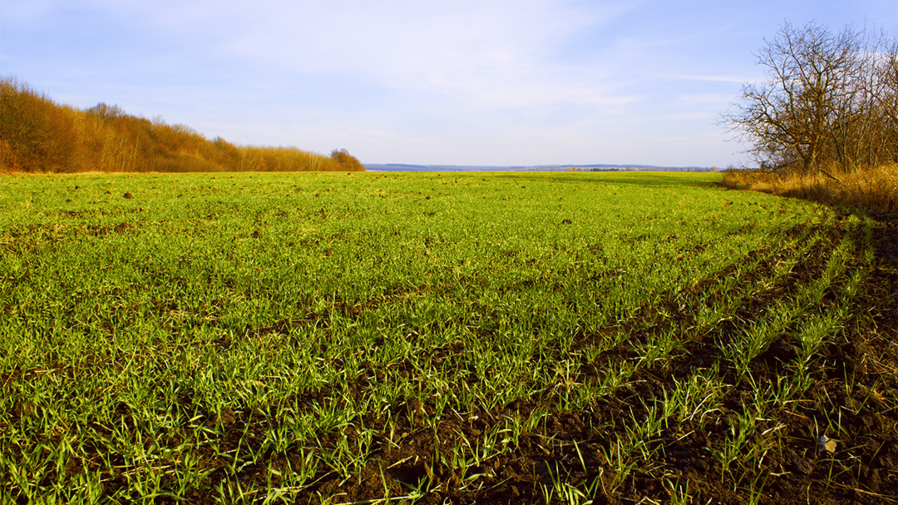 Crop Progress: Winter Wheat Condition Continues Decline | CropWatch ...