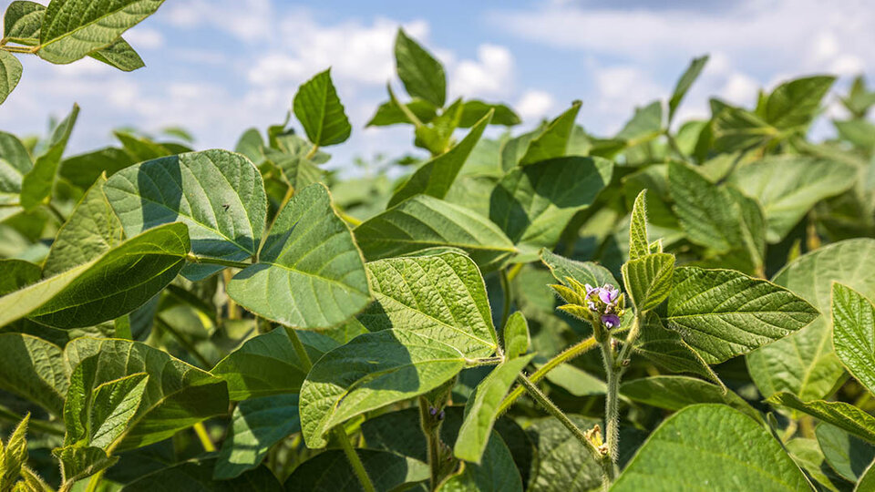 Asian Soybean Rust | CropWatch | Nebraska
