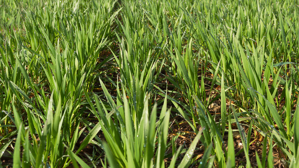 Common Rust | CropWatch | Nebraska