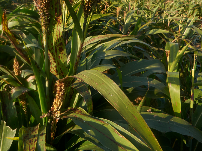 Sorghum Disease Management | CropWatch | Nebraska