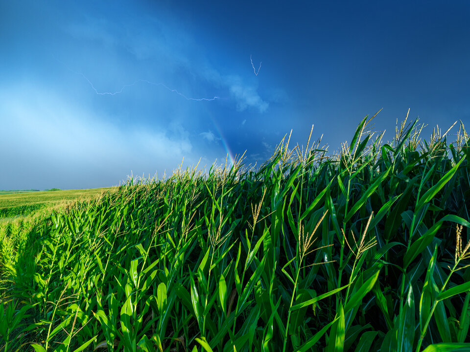 CropWatch | Nebraska